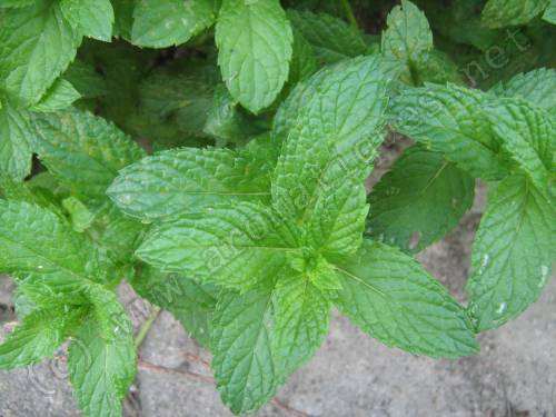 Menthe verte